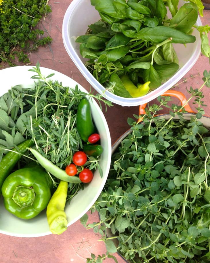 When to Plant for a Continual Harvest: A Few Tips | The Kitchn