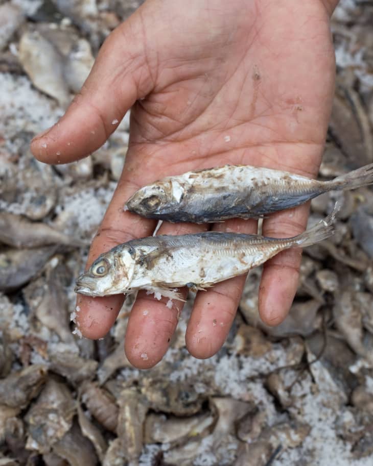 How Fish Sauce Is Made: A Visit With a Fish Sauce Maker in Sa Chau ...