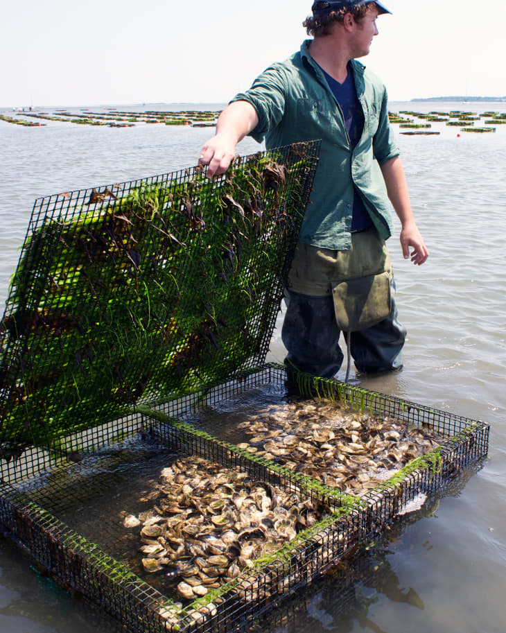 How Oysters Are Grown: A Visit to Island Creek Oysters in Duxbury ...