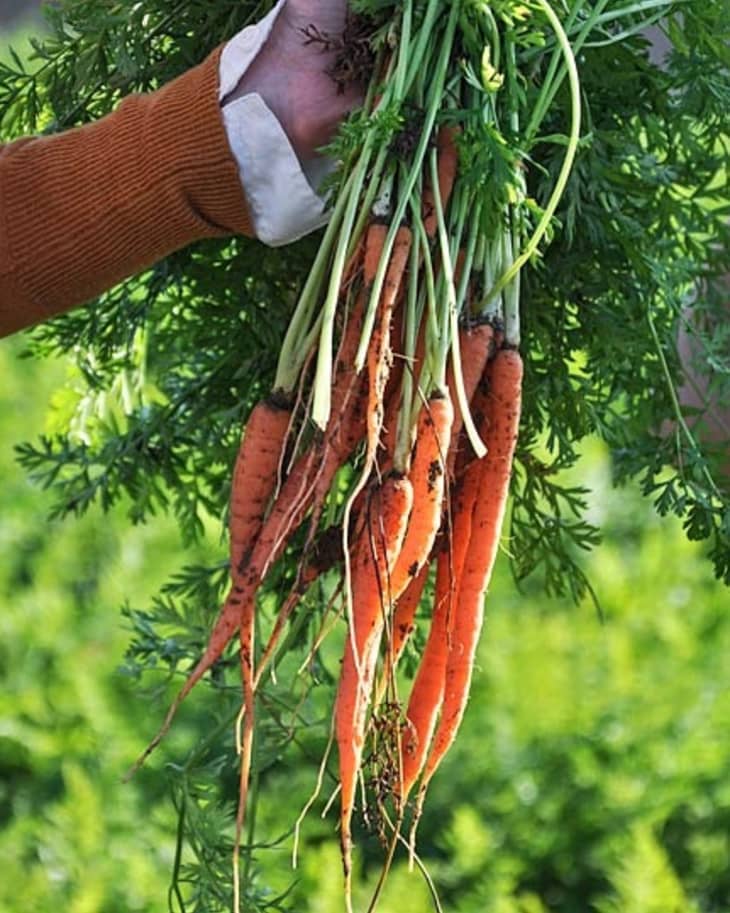 Behind the Scenes: Baby Carrot Harvest at Grimmway Farms | The Kitchn