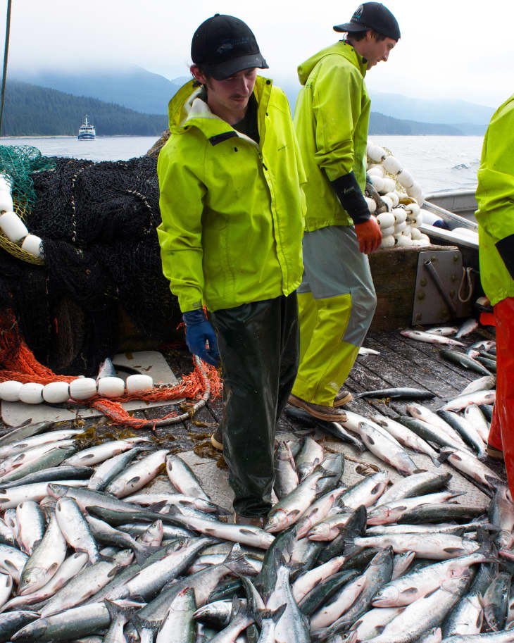 One Way to Catch Salmon In Alaska: Onboard the Purse Seine Owyhee | The ...