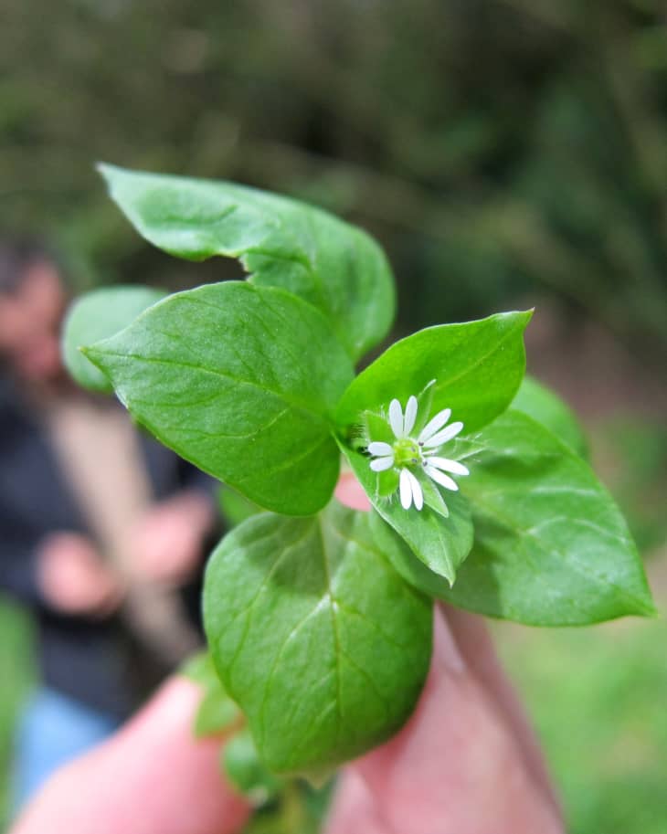 10 Edible Spring Weeds | The Kitchn