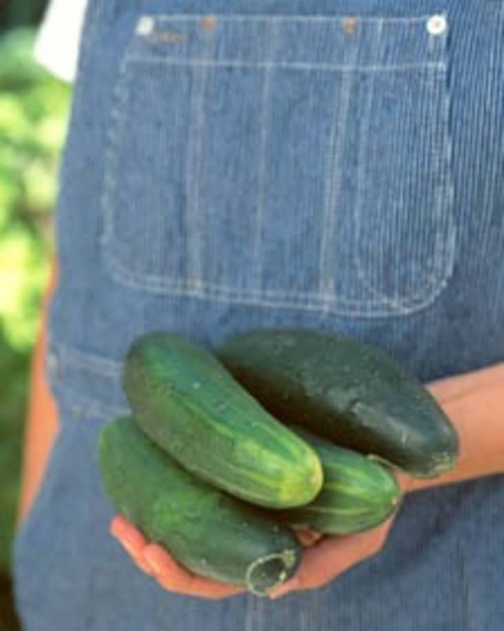 Cucumber Primer: Kirby, Gherkin, English, and More… | The Kitchn