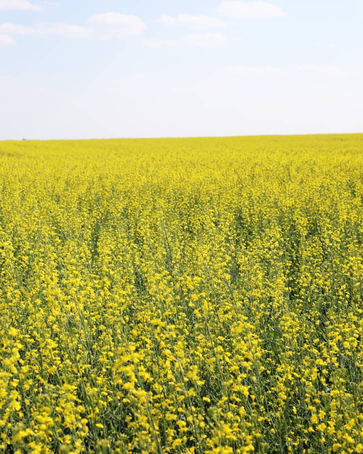 Canola vs Rapeseed Oil: What's the Difference? | The Kitchn