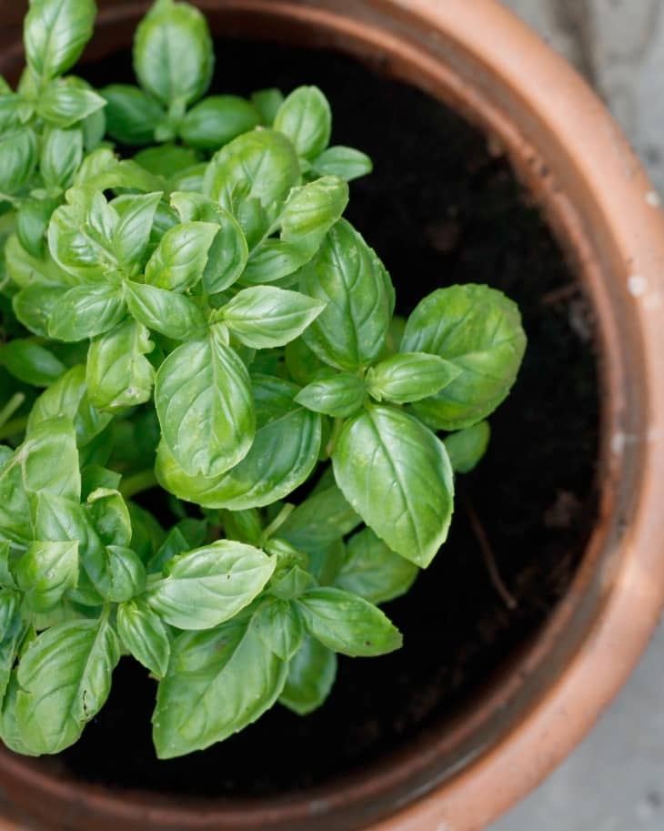 5 Best Varieties of Basil To Grow at Home | The Kitchn