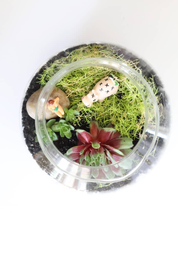 How To Make a Terrarium | Apartment Therapy