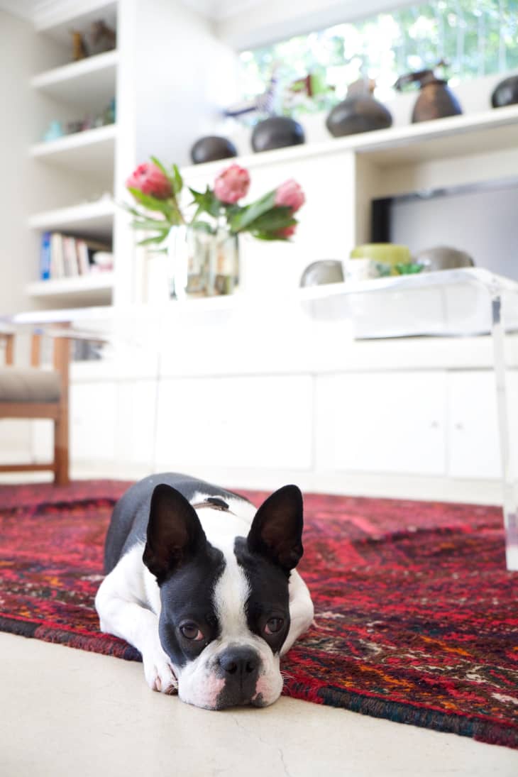 6 Easy Pet Clean-Up Hacks Everyone Should Know | Apartment Therapy