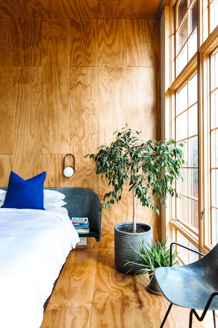 Ficus Tree Care - How to Grow & Maintain Ficus Indoors | Apartment Therapy