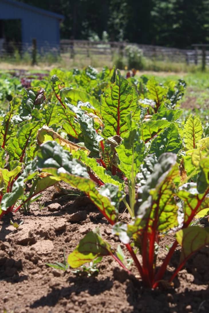 Recipe: Swiss Chard Taco Wraps with Cumin-Lime Sauce | The Kitchn