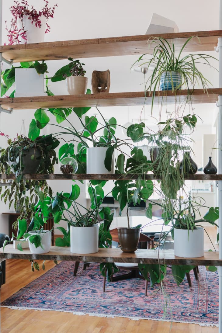 The Best Space-Saving Ways to Pack More Plants into Your Home ...