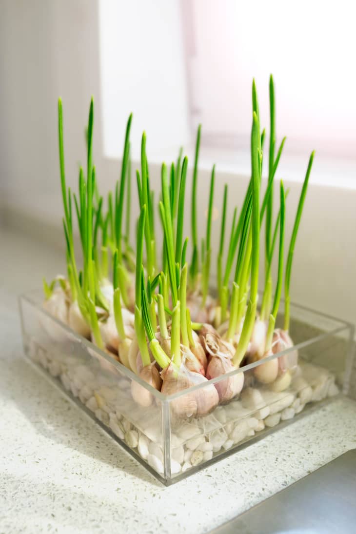 How to Grow Hydroponic Garlic In Pots or Container | Apartment Therapy