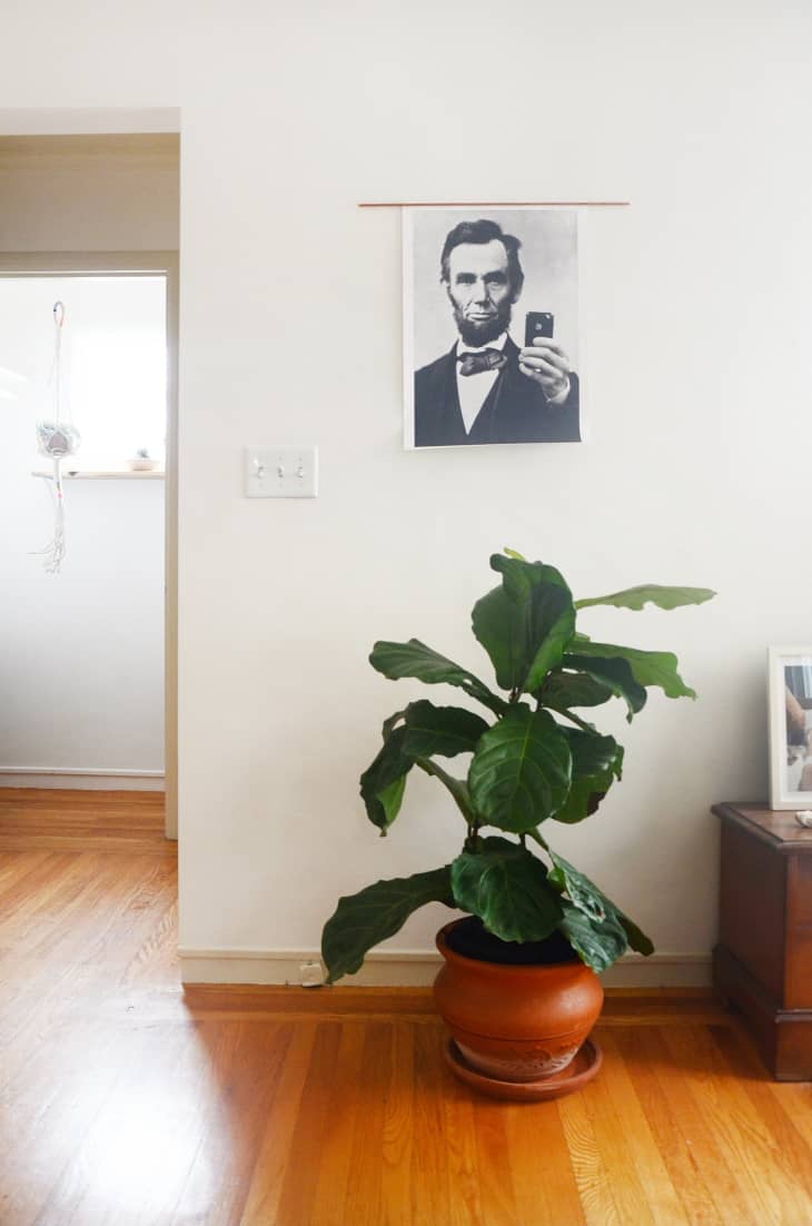 fig tree interior design