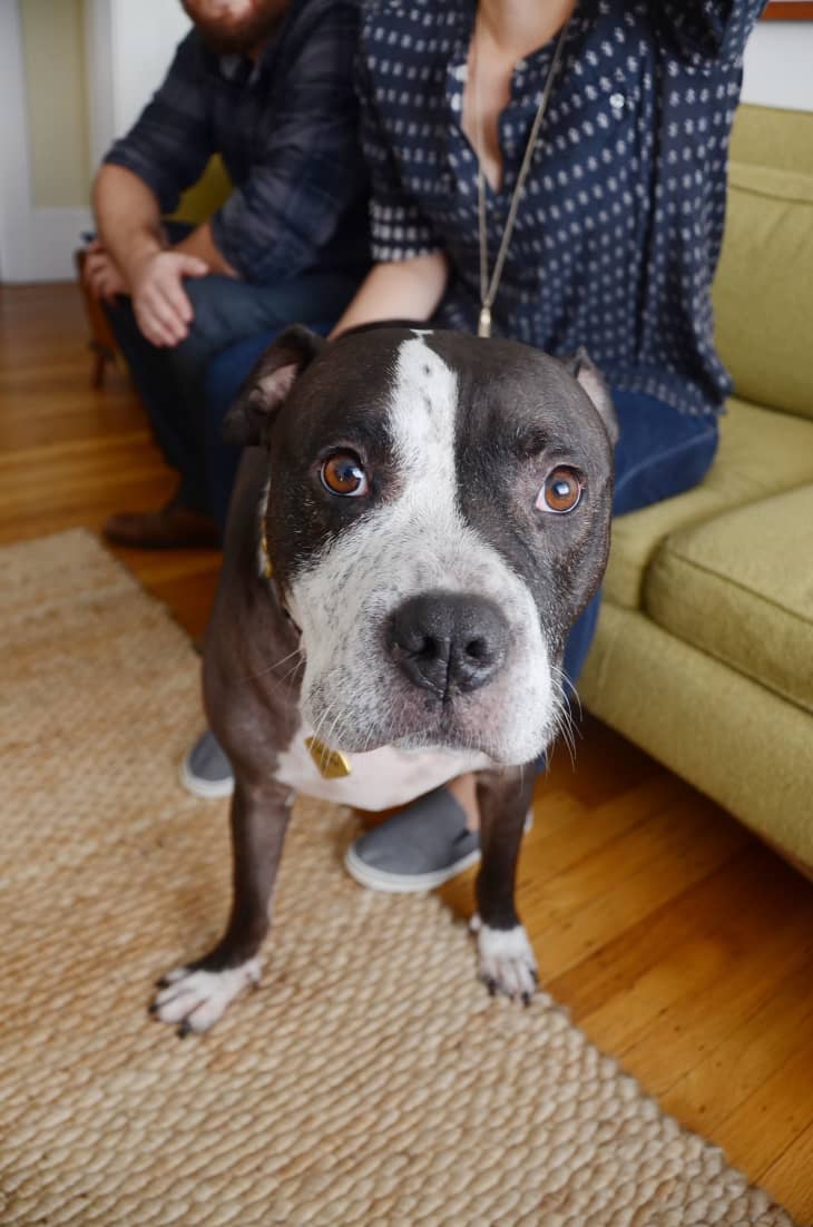 Furry Friends: Advice & Ideas for Enjoying Life at Home with Your Pets ...