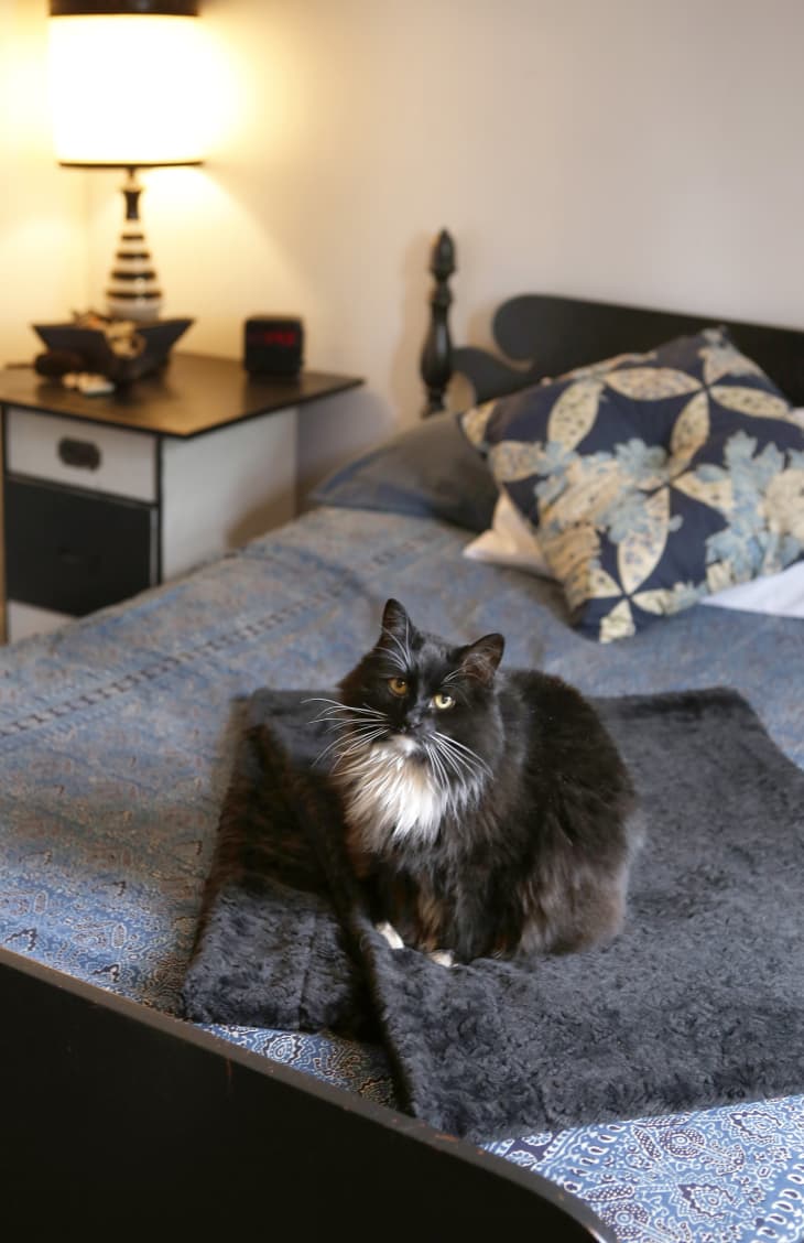 How to Stylishly Cat-Proof Your Home | Apartment Therapy