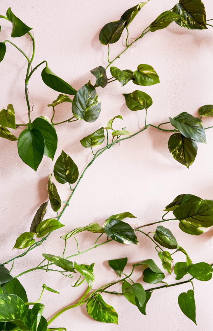 39 Lovely Ways to Display Your Trailing Plants