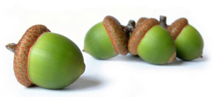 Seasonal Spotlight: Acorns | The Kitchn