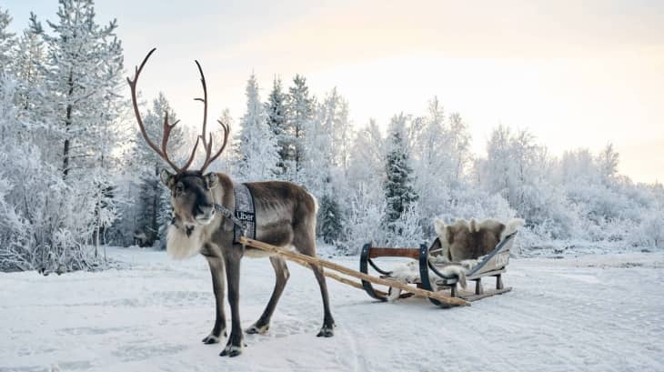 You Can Now Book A Reindeer Sleigh Ride With Uber | Apartment Therapy