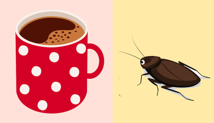 Roaches in Your Kitchen? Check the Coffee Maker. | The Kitchn