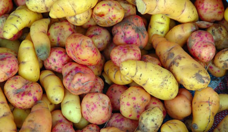 Ingredient Spotlight: Oca | The Kitchn