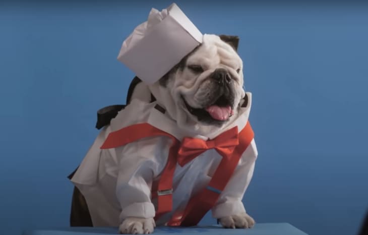 Reality Series “Pet Stars” Debuts on Netflix | Apartment Therapy