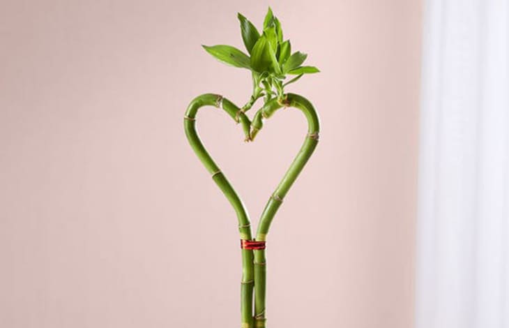 This Heart-Shaped Bamboo Is Perfect for Your Plant-Loving Valentine ...