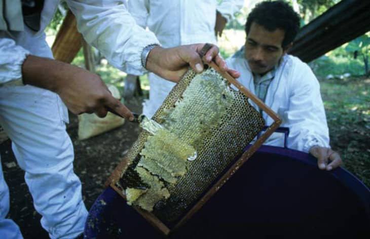 Fair Trade: Honey | The Kitchn