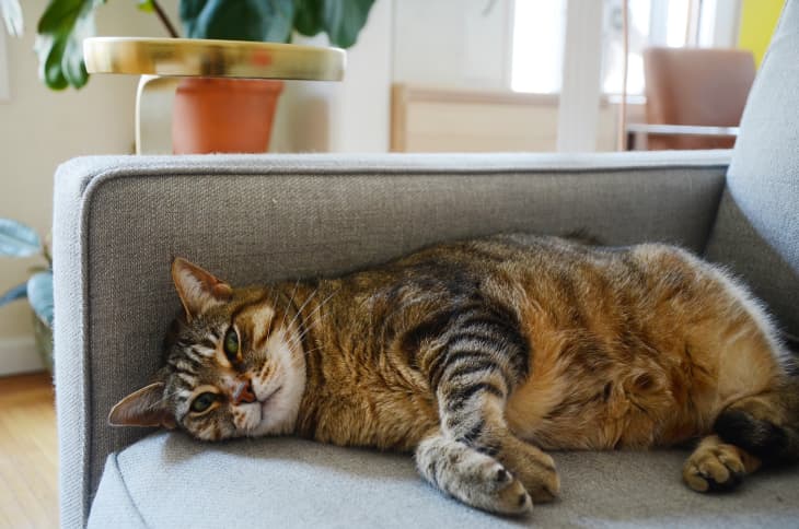 Ebo Smart Robot Toy for Cats | Apartment Therapy