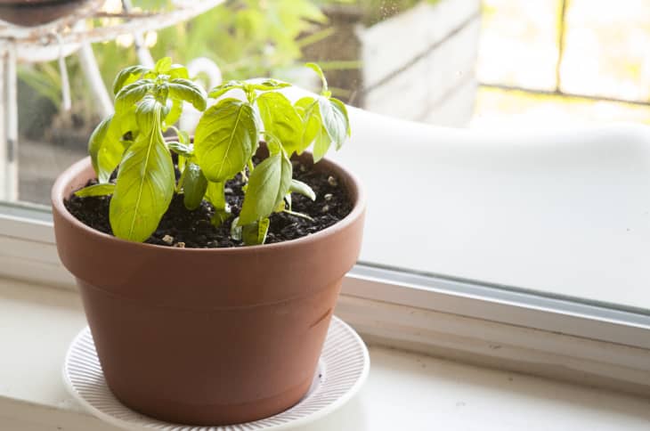 What to Know About Growing Basil | The Kitchn