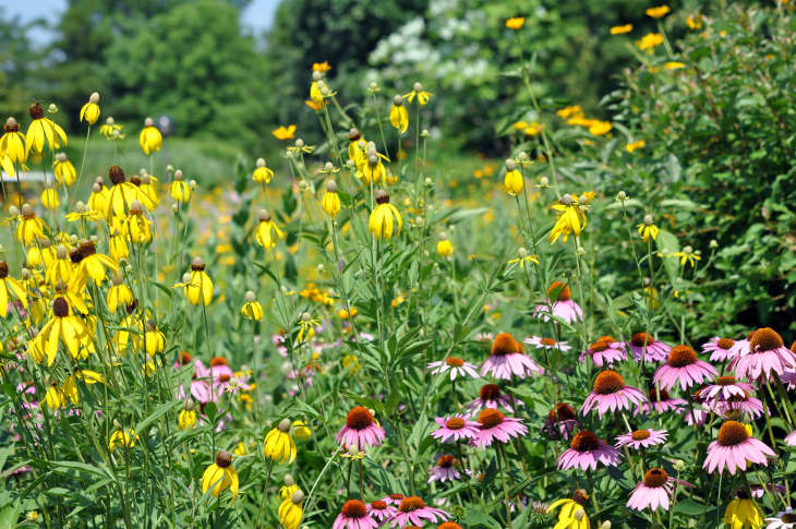 What to Plant in July - Plants to Add to Your Garden | Apartment Therapy