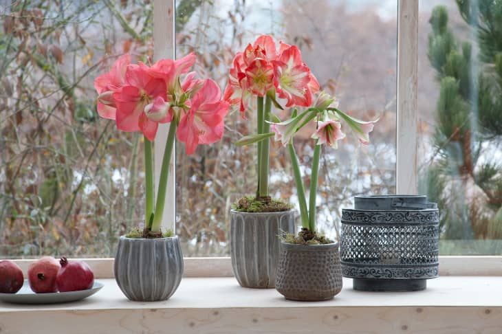 How to Force Bulbs - Guide to Forcing Bulbs Indoors | Apartment Therapy