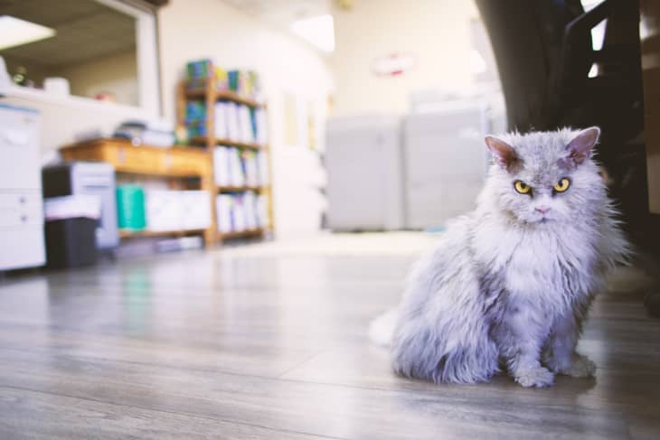 Instagram Famous Cat Pompous Albert Owner | Apartment Therapy