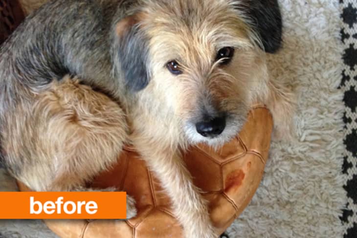 Before & After: Winifred the Dog Gets New Digs | Apartment Therapy