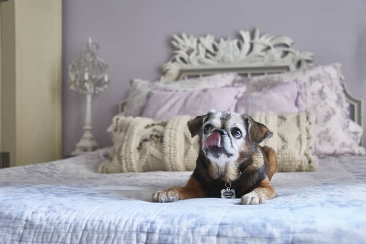 I Tried the Fluff Trough, and It's Helped Me Understand My Dog's Eating ...