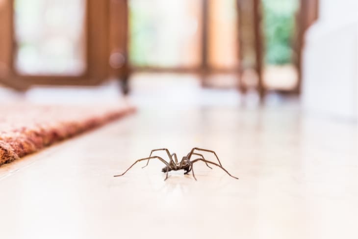 Survey Finds Almost a Third of People Would Live in a Spider Infested ...