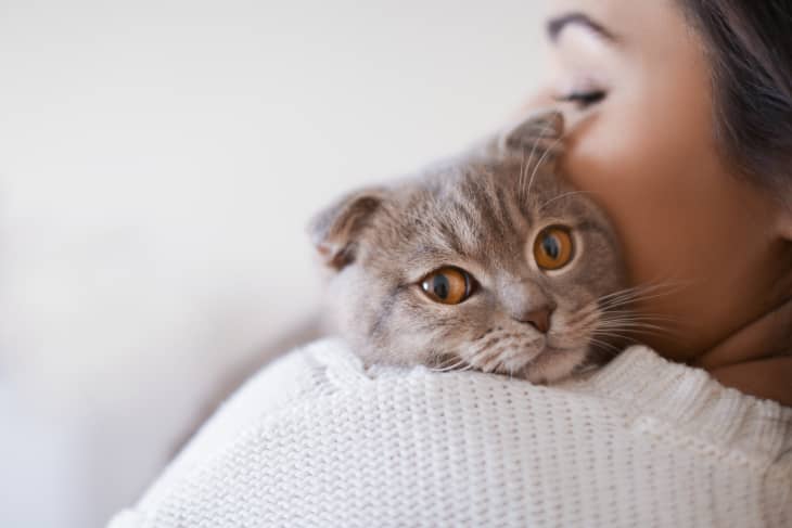 Study Reveals Cats Mirror Their Owners Personalities | Apartment Therapy Study Reveals Cats Mirror Their Owners Personalities | Apartment Therapy