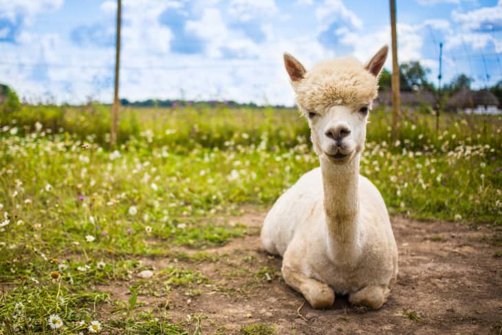 Airbnb Alpaca Farm Vacation Rental | Apartment Therapy
