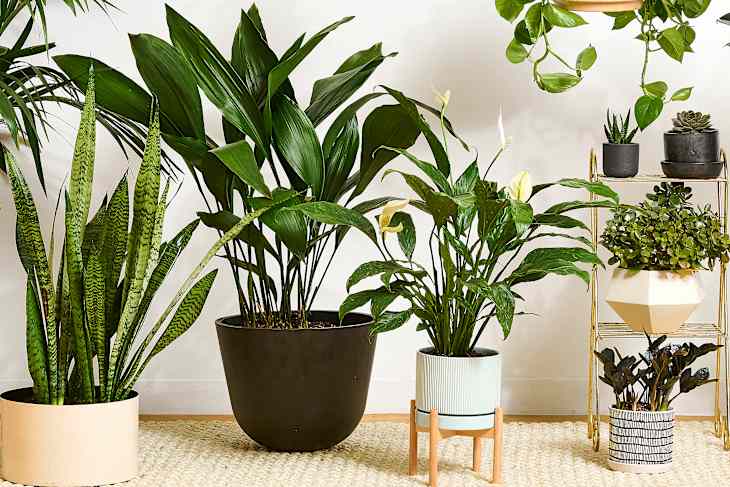 Names Of Indoor Plants Modern House Modern House Modern House Plants