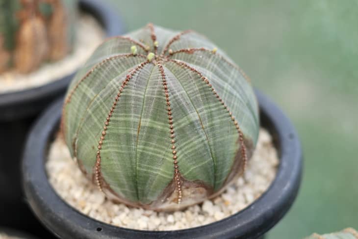 Baseball Plant Sold on Esty | Apartment Therapy