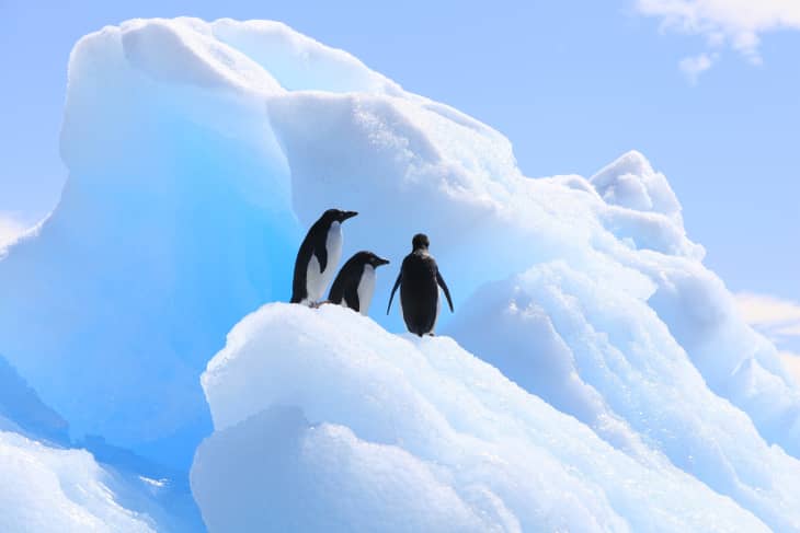 You Can Get Paid To Become a Penguin Officer in Antarctica | Apartment ...