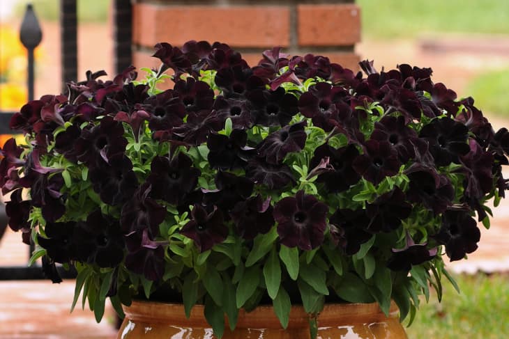 The Black Petunias Are Perfect for Your Dream “Goth Garden” | Apartment ...