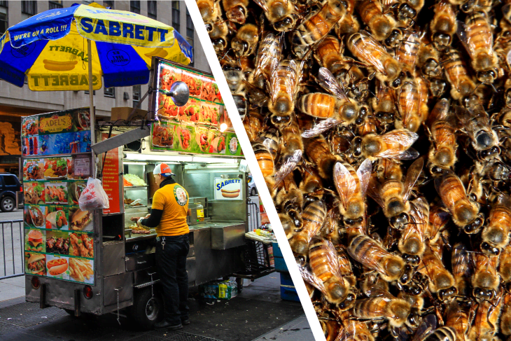 What Are These Swarming Bees Trying To Tell Us? | The Kitchn