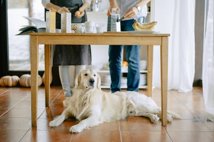 Meal Plan Cook - Tips for Dogs Humans | The Kitchn