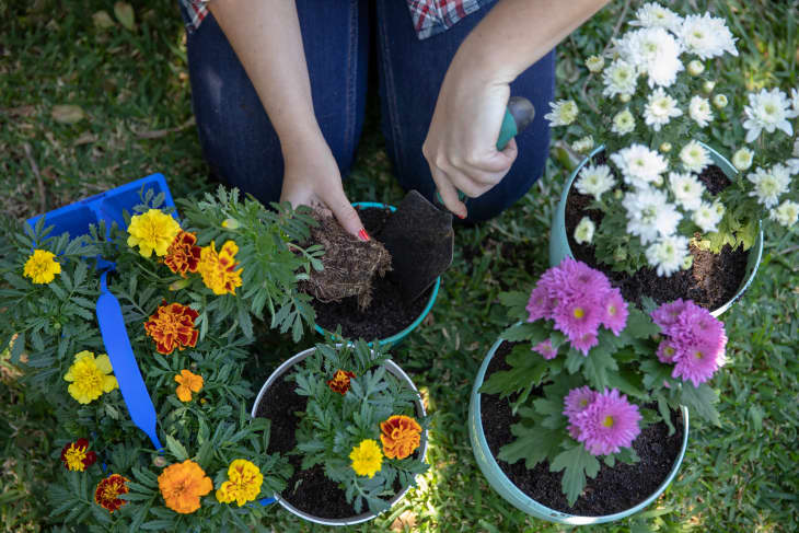I Love Buying Burpee Plants — Here’s Why | Apartment Therapy