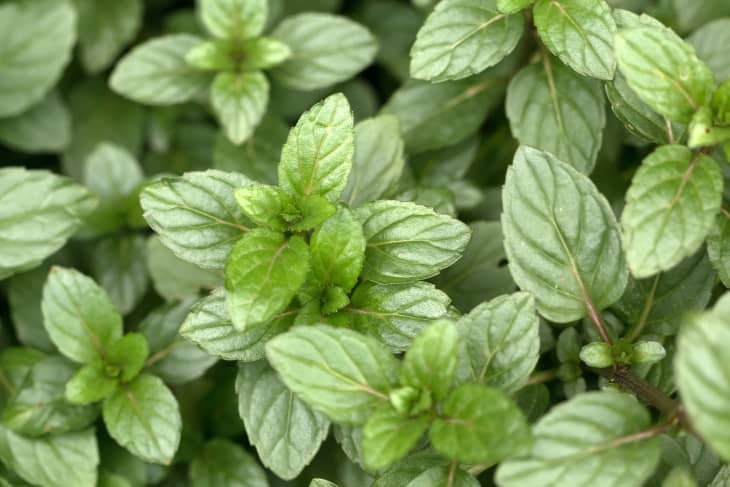6 Uses for Mint - 6 Fun Mint-Based Household & Beauty Solutions ...