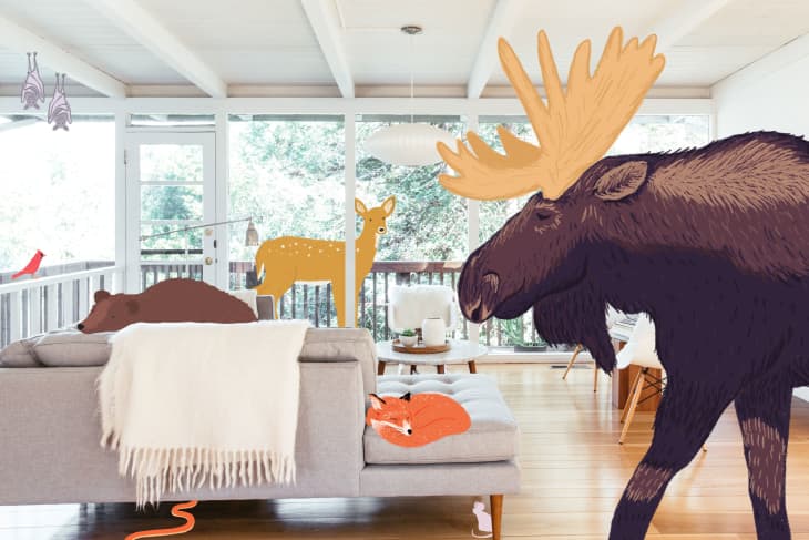 What to Do if a Wild Animal Is In Your Home, According to Wildlife ...