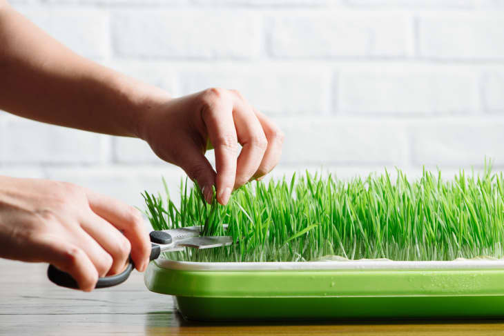 How to Grow Indoor Grass: Easy Step-by-Step Guide | Apartment Therapy