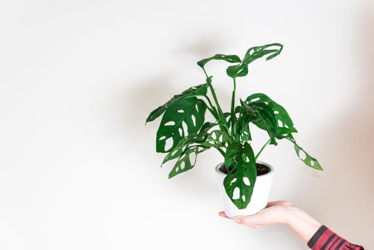 Twitter Is Loving These “Plant Crocs” | Apartment Therapy
