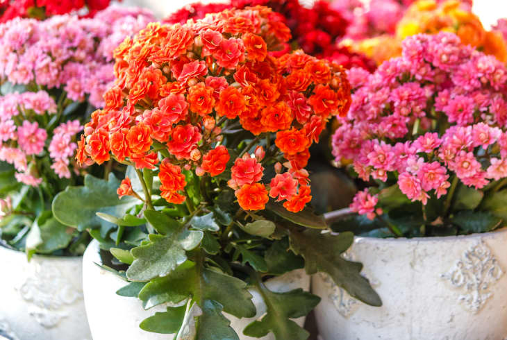 Kalanchoe Plant Care - How to Grow & Maintain Kalanchoe Succulents ...