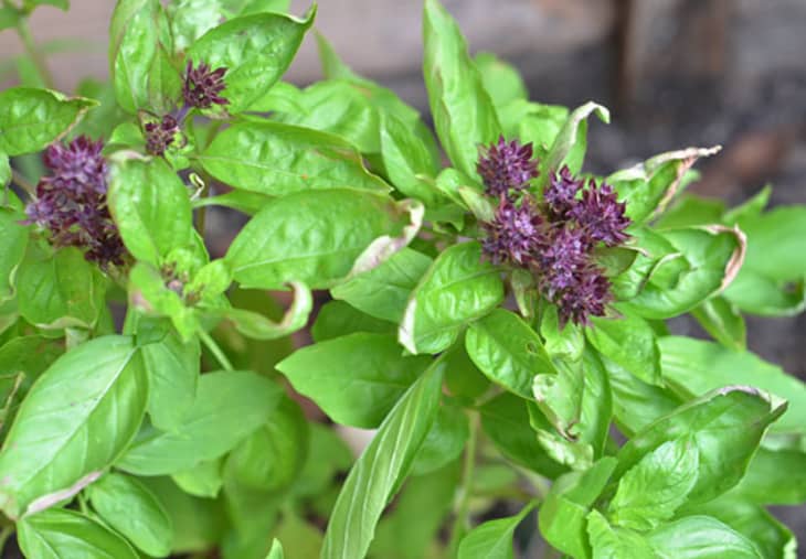 Basil Flower How-Tos - What to Do With A Flowering Basil Plant | The Kitchn