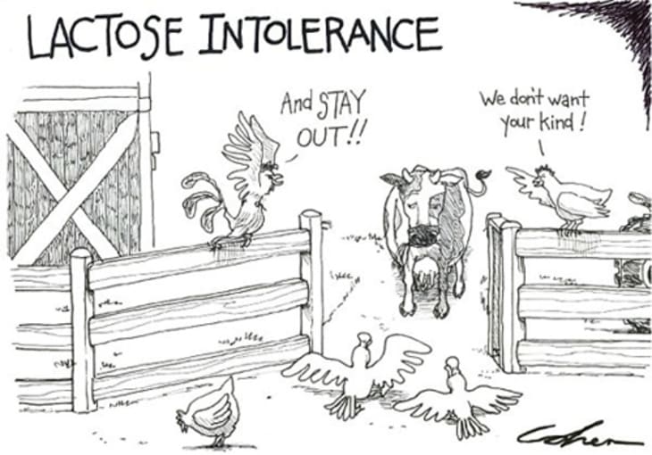 Lactose and Cheese: Are You Really Lactose Intolerant? The Cheesemonger ...